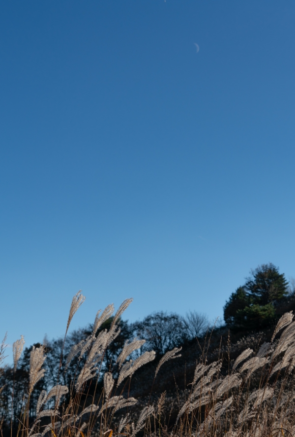 발구덕마을ㆍ억새꽃 은빛 물결 일렁이는 민둥산